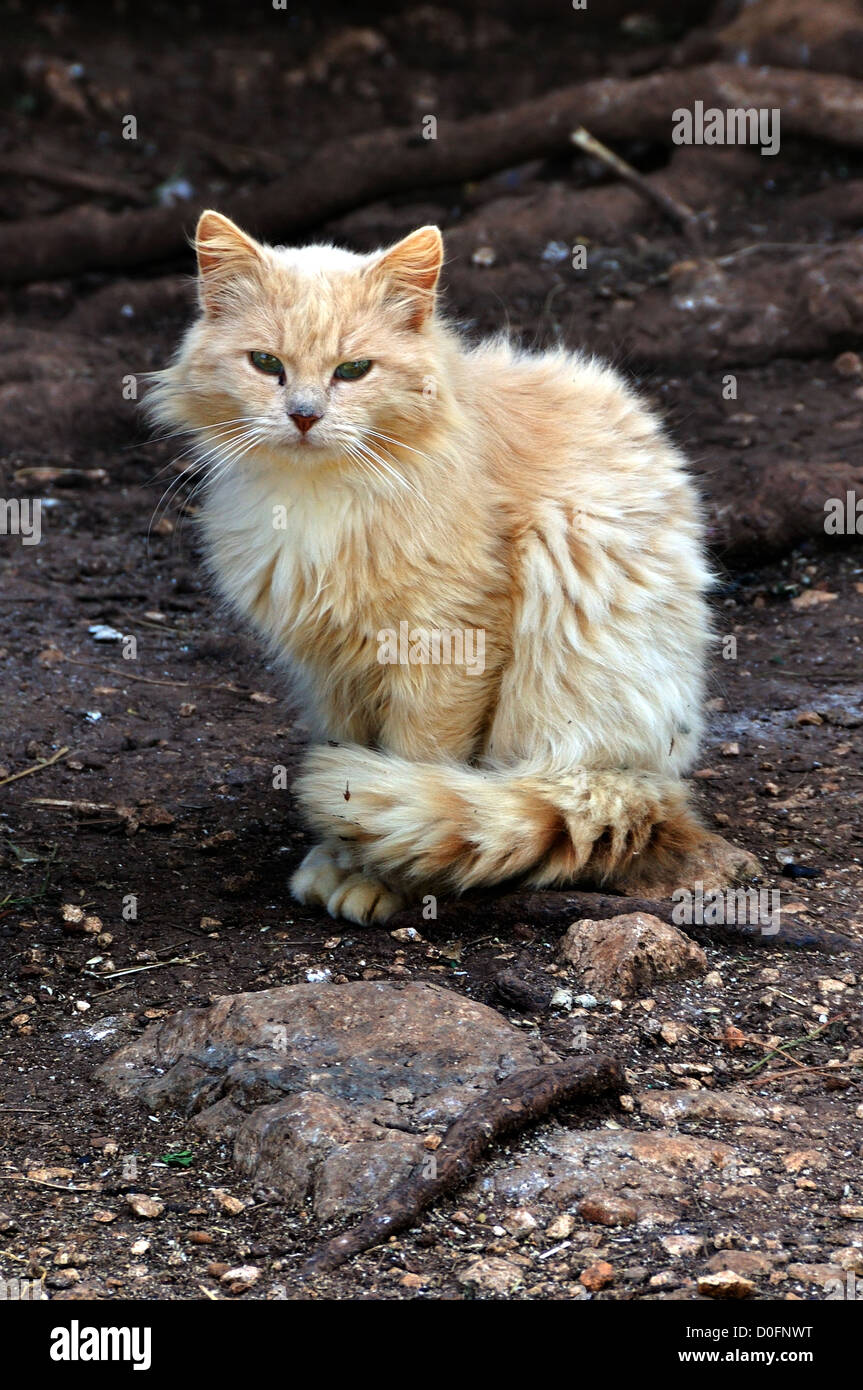 Stray cat in the woods. Domestic animal portrait Stock Photo - Alamy