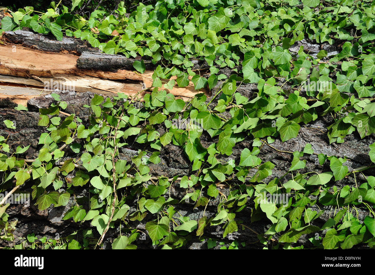 Green ivy and chipped tree trunk. Wood background texture Stock Photo ...