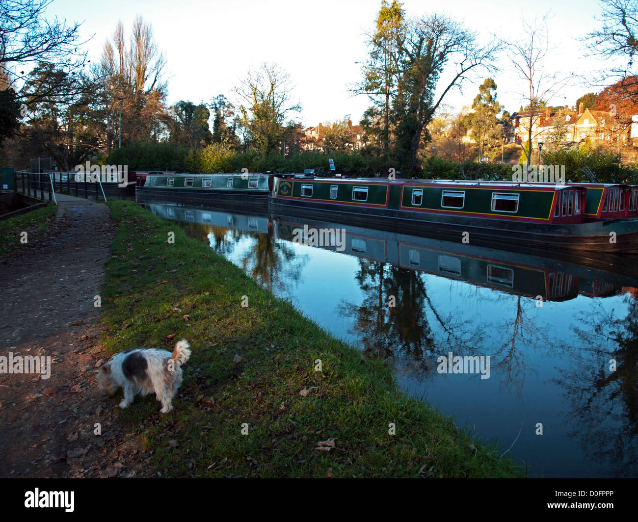 Canal boats on the River Wey, a tributary of the River Thames ...