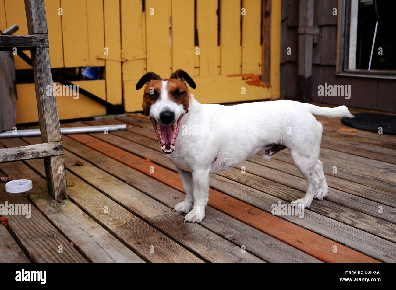 Jack Russell Terrier yawning on wood outdoor deck Stock Photo - Alamy