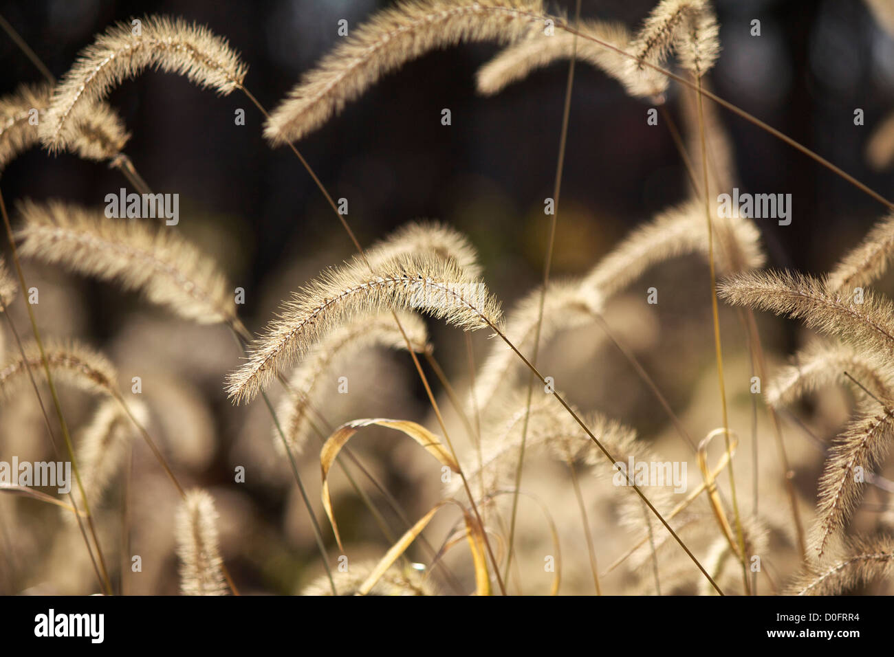 Foxtail grass hi-res stock photography and images - Alamy