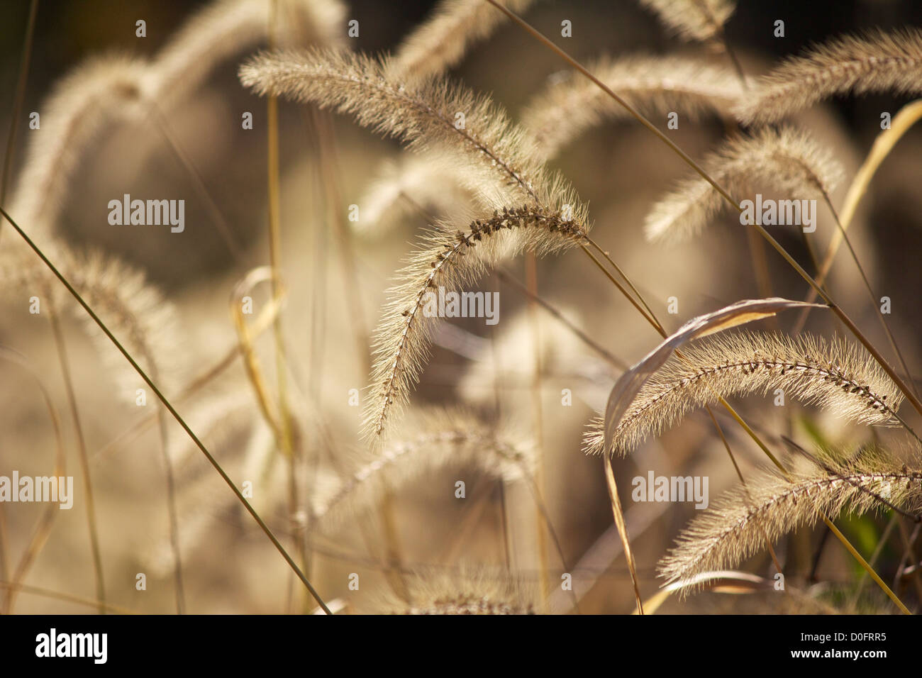 Foxtail grass hi-res stock photography and images - Alamy