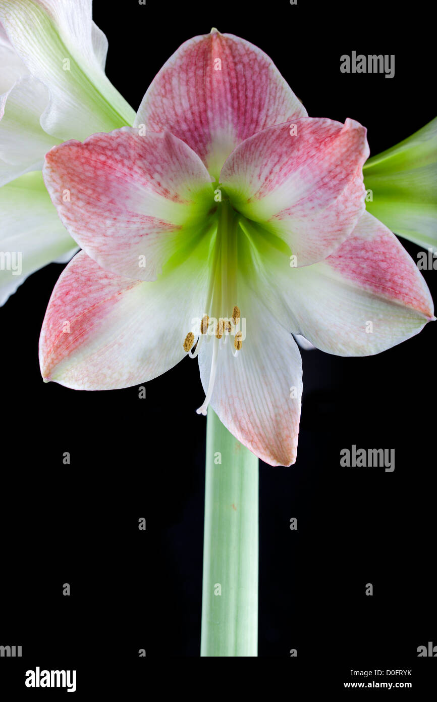 'Apple Blossom' Hippeastrum, Amaryllis (Hippeastrum x hortorum Stock ...