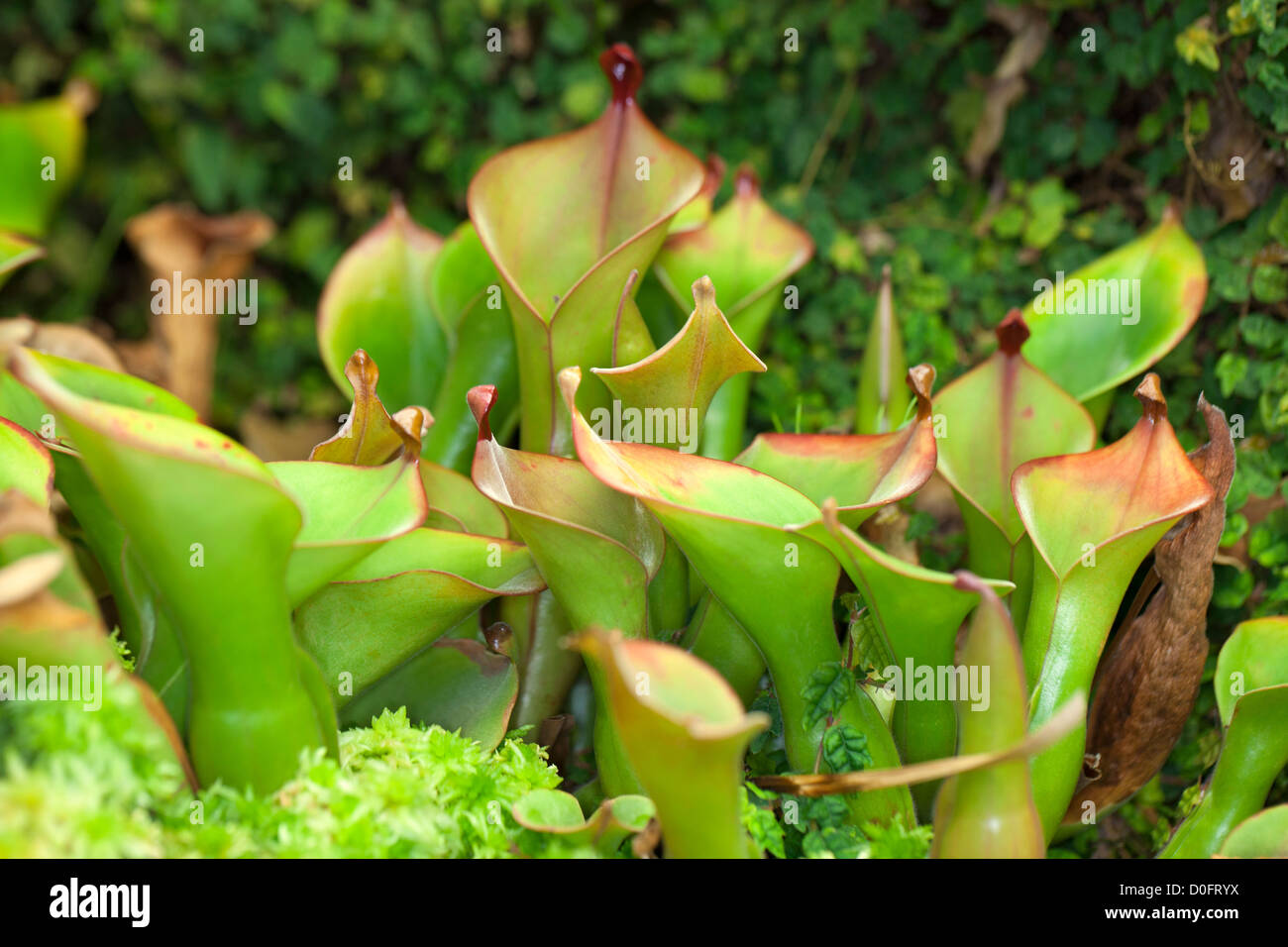 Sun pitcher heliamphora nutans hi-res stock photography and images - Alamy