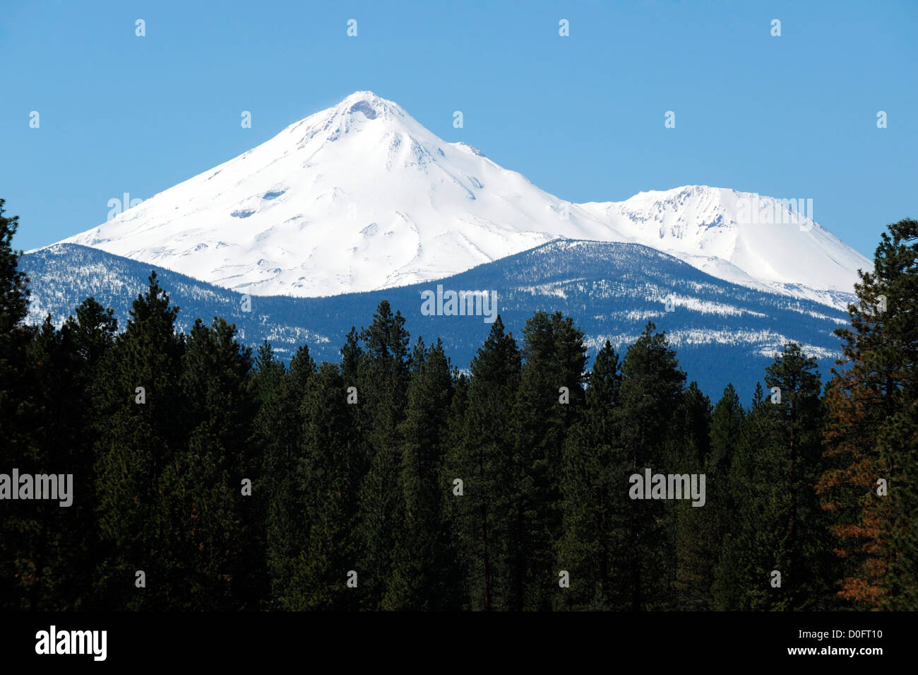 Mount Shasta surrounded by forest trees Stock Photo - Alamy