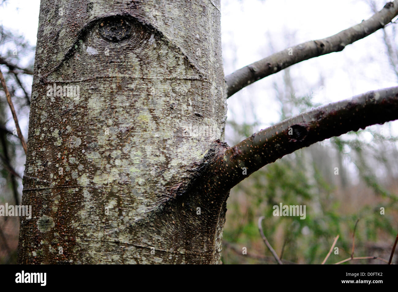 Eye knot hi-res stock photography and images - Alamy