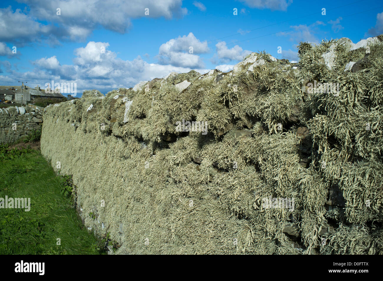dh LICHEN UK ramalina siliquosa sea ivory lichen on church yard wall ...