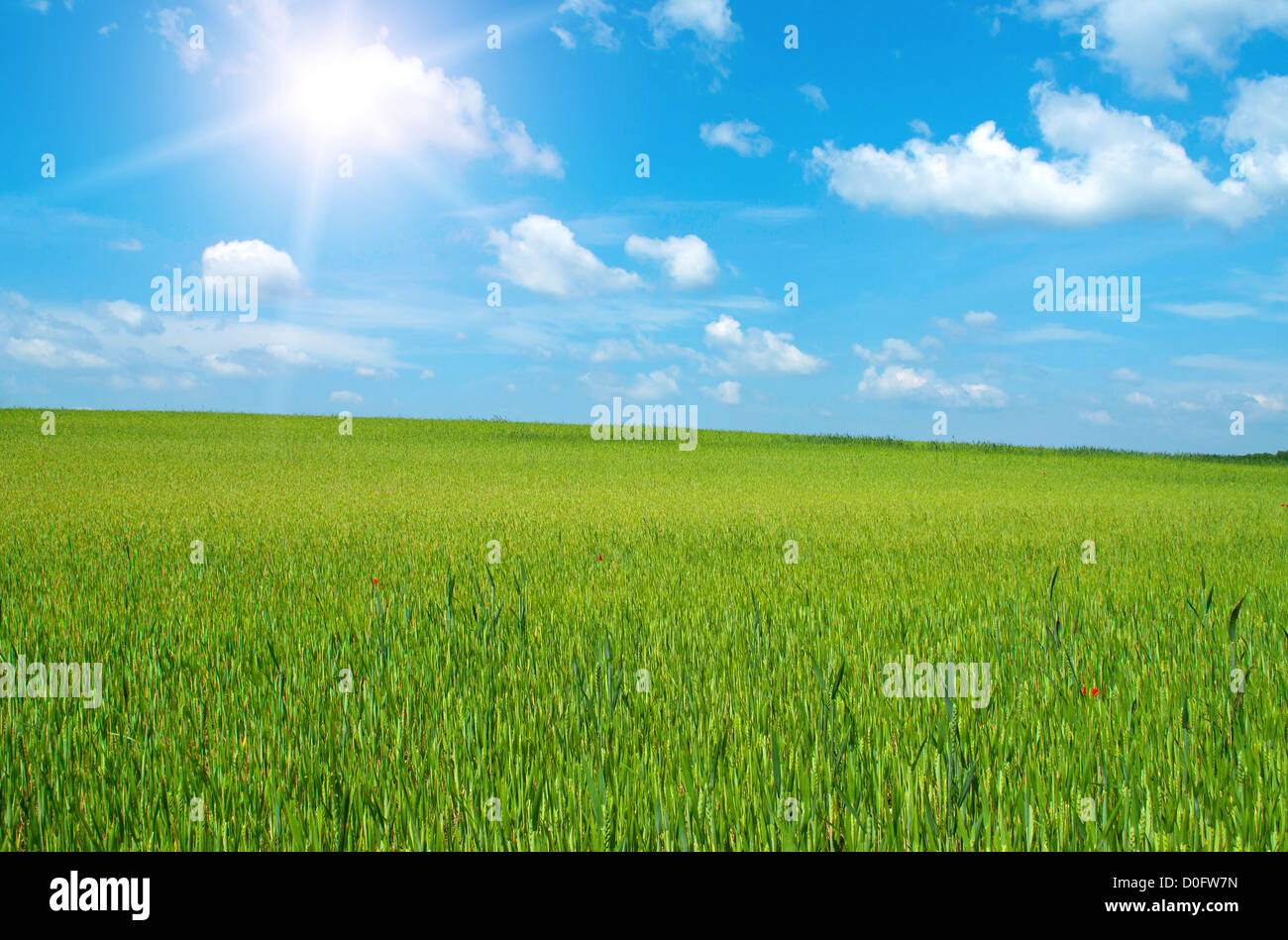 Wheat-field in sunshine in spring Stock Photo - Alamy