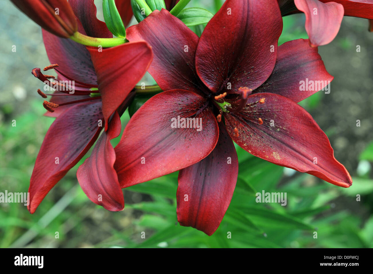 Lilly plant hi-res stock photography and images - Alamy
