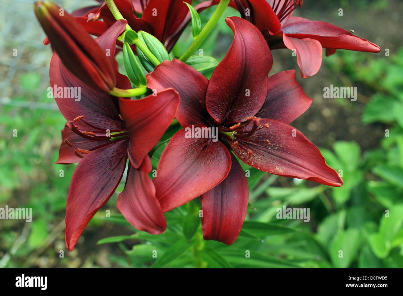 Red lily flowers in a garden Stock Photo - Alamy