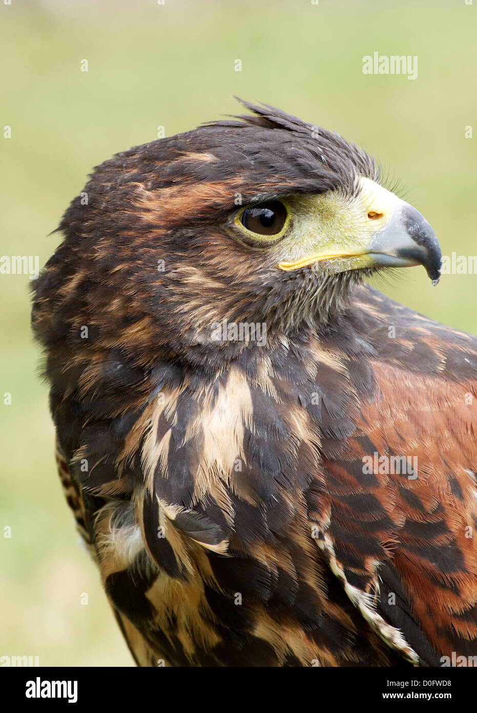 Harris hawk portrait Stock Photo - Alamy