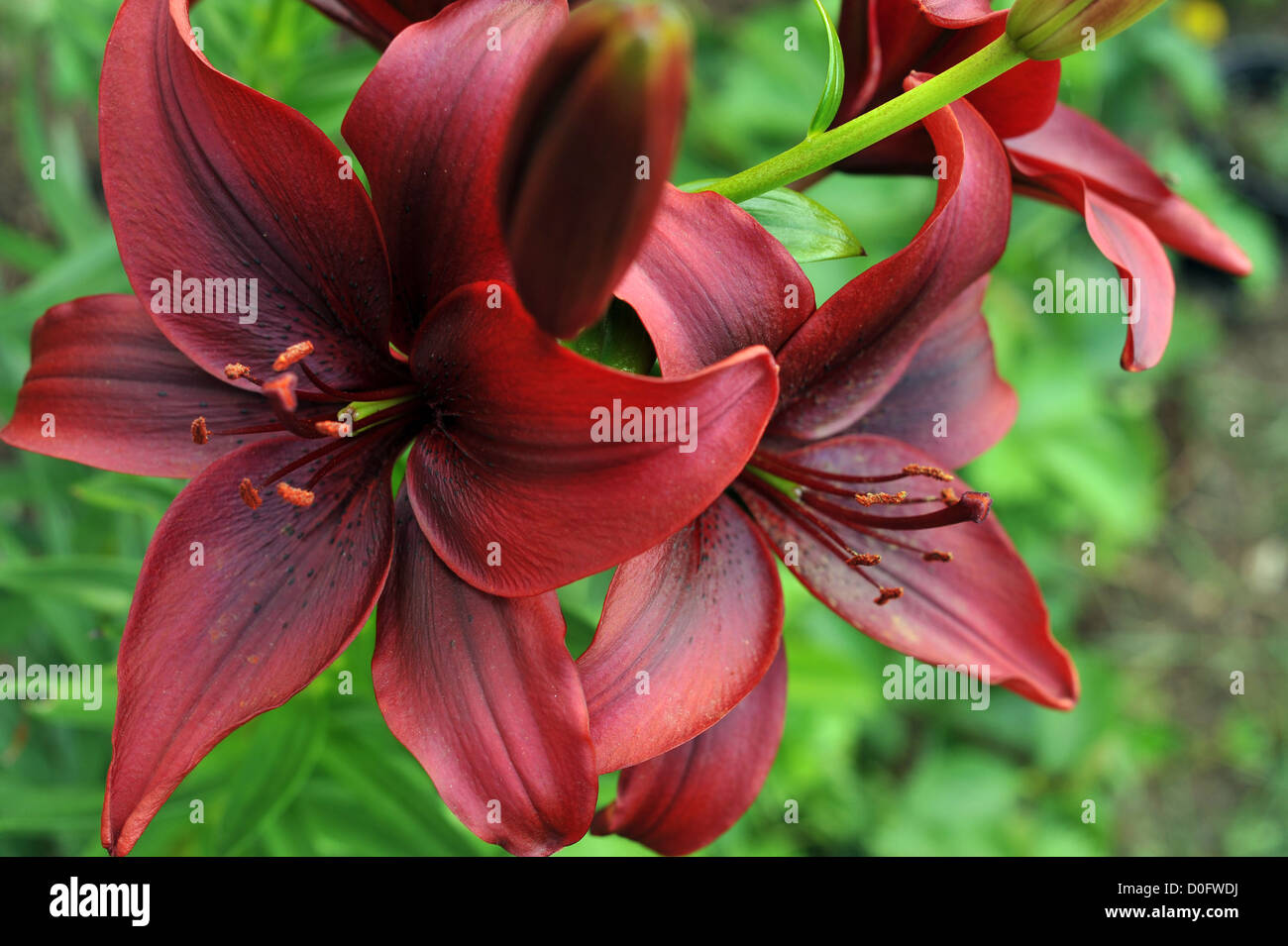 Red lily flowers in a garden Stock Photo - Alamy