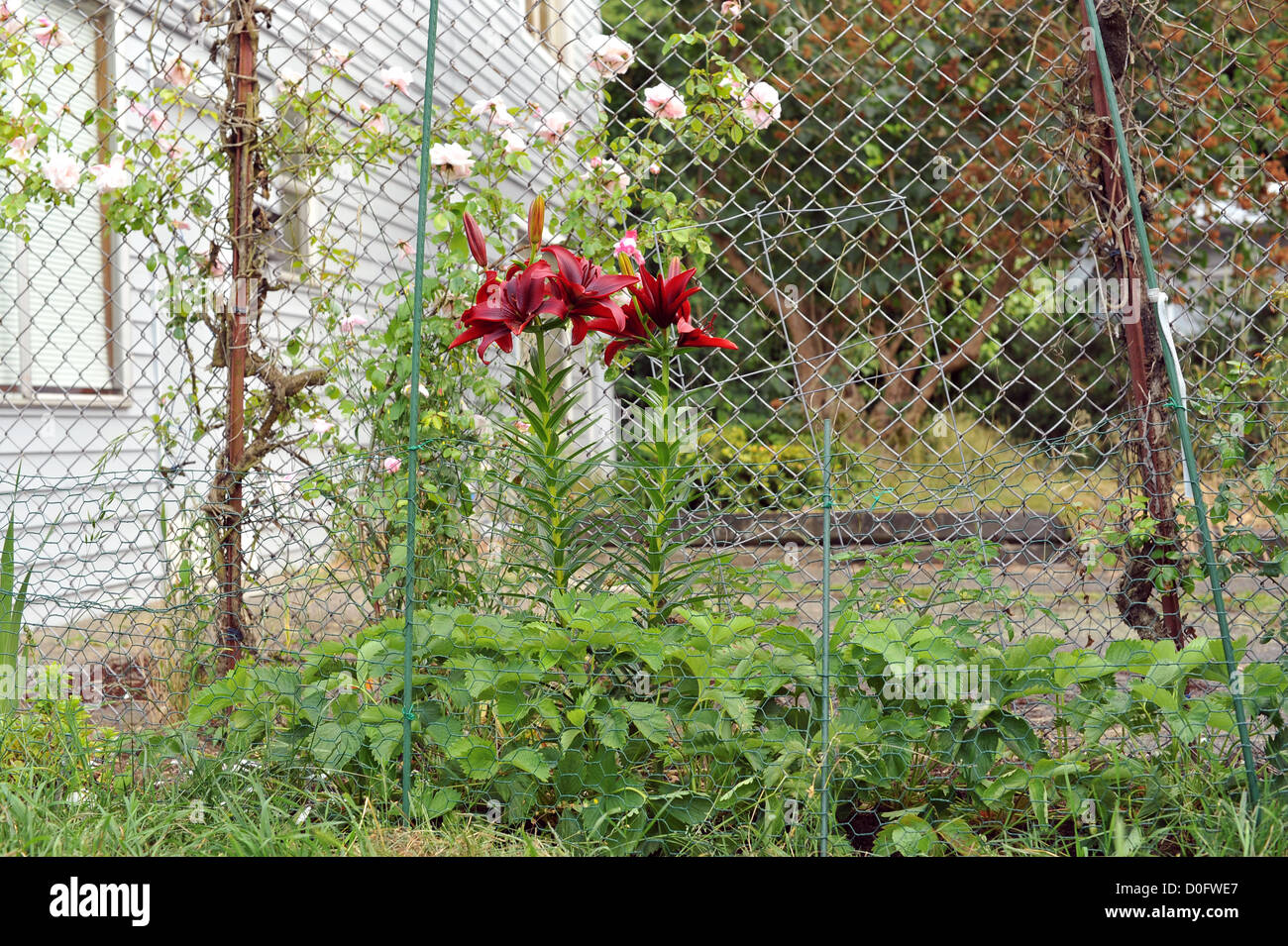 Lillie gardens hi-res stock photography and images - Alamy