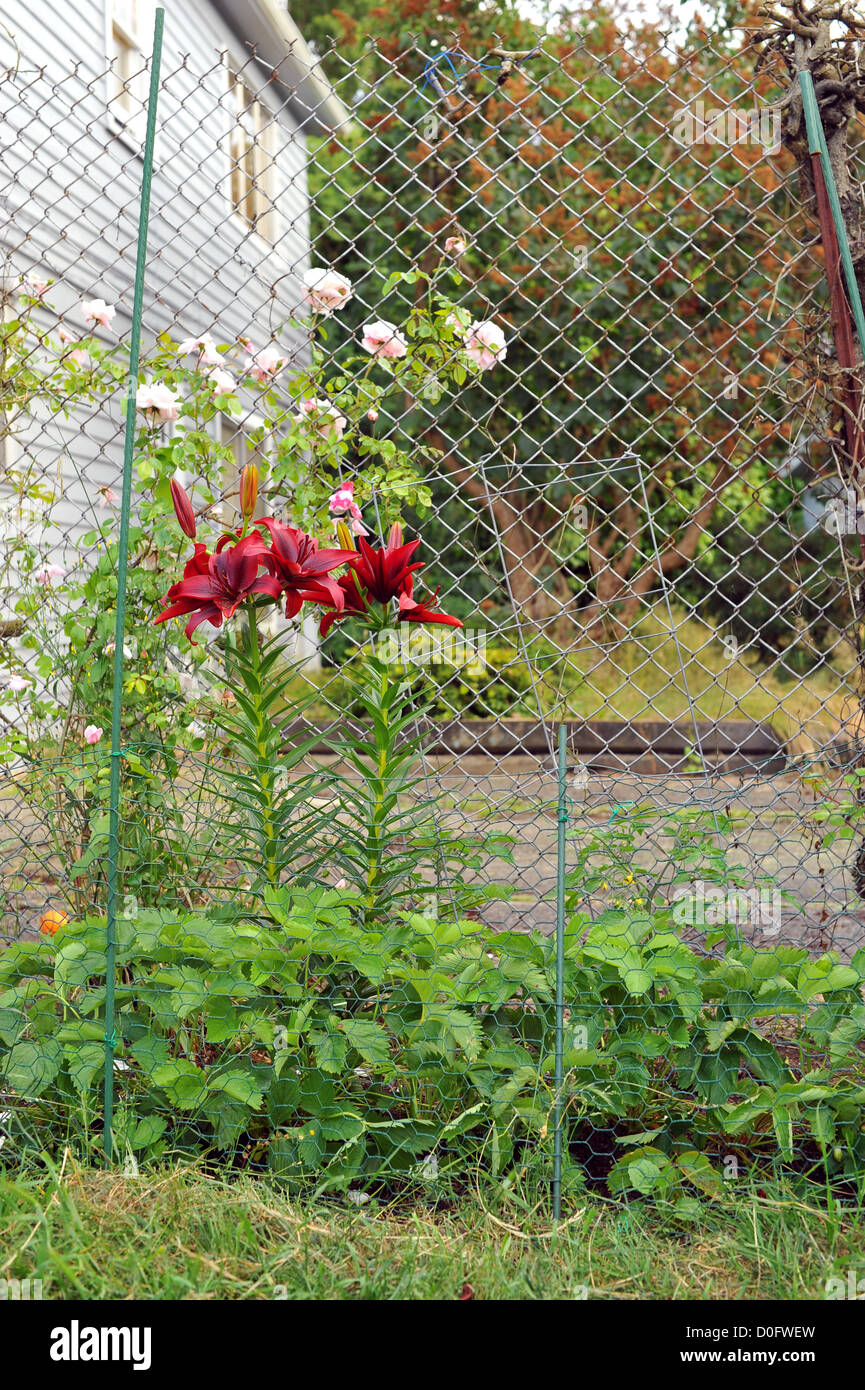 Red lily flowers in a garden Stock Photo - Alamy