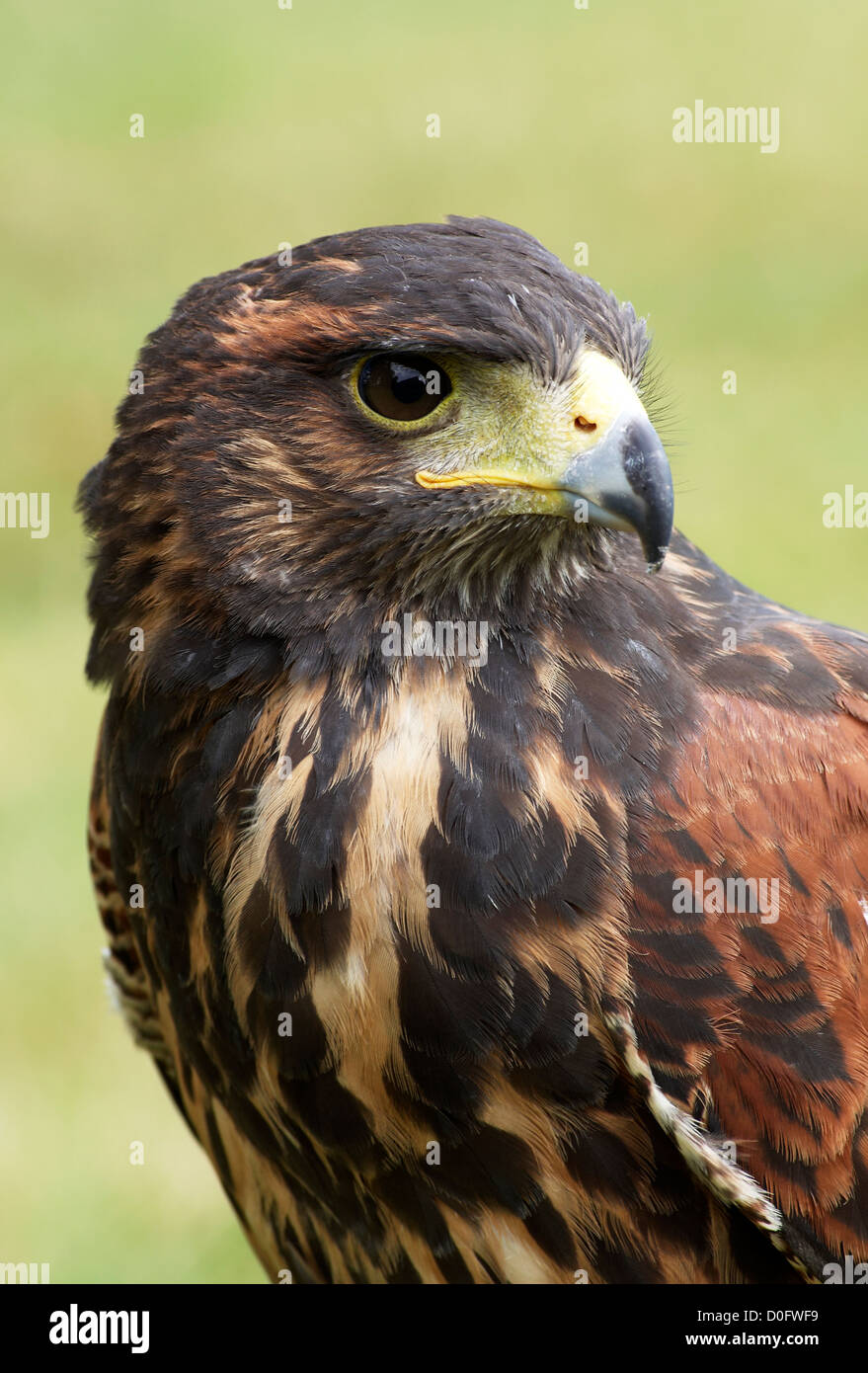 Harris hawk portrait Stock Photo - Alamy