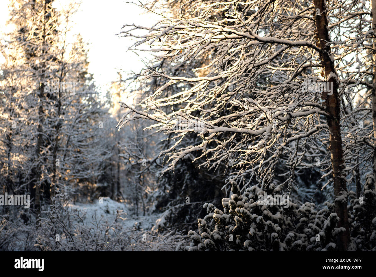 Landscape snow Lapland North Finland Scandinavia Europe Stock Photo - Alamy