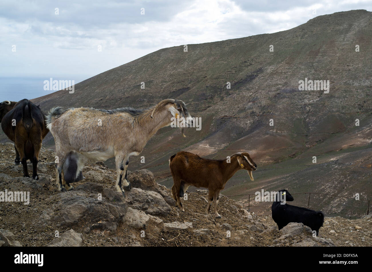 Spain canary islands goat herd hi-res stock photography and images - Alamy