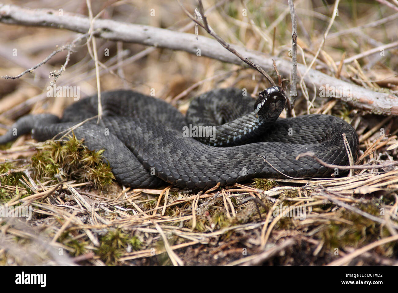 Common adder hi-res stock photography and images - Alamy