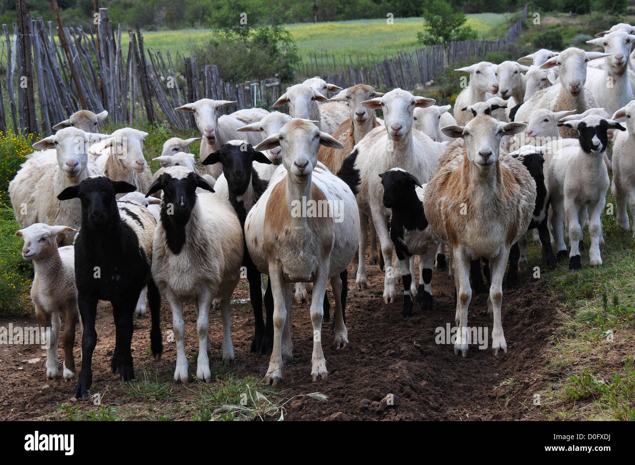 herd of goats Stock Photo - Alamy