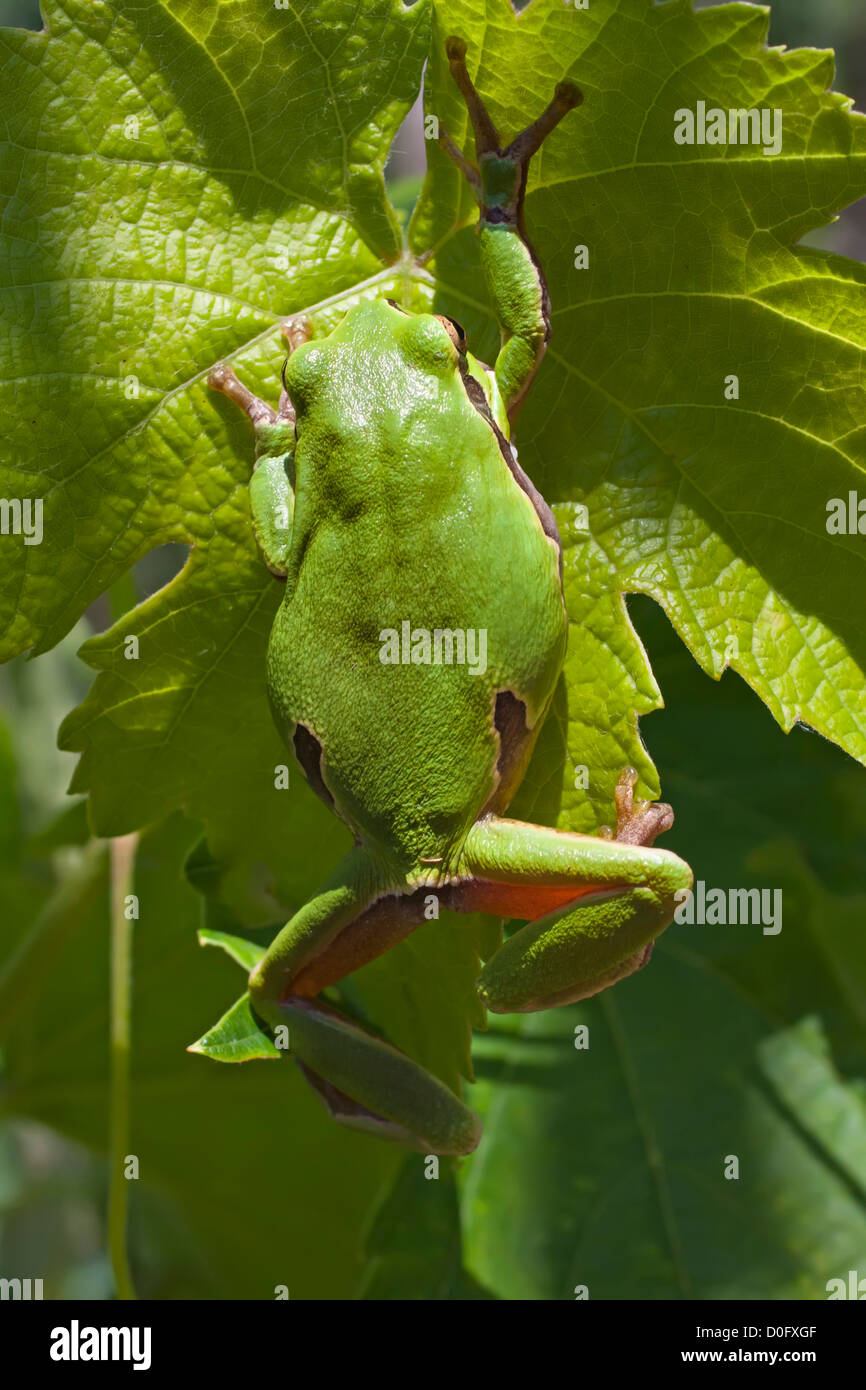 European tree frog or hyla arborea climbing on a vine leaf Stock Photo ...