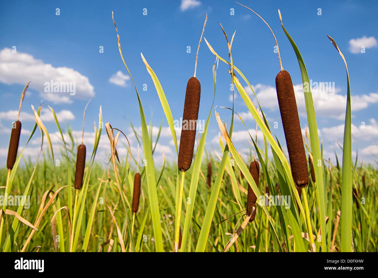 Bullrushes or cattails against a beautiful blue sky with clouds Stock ...