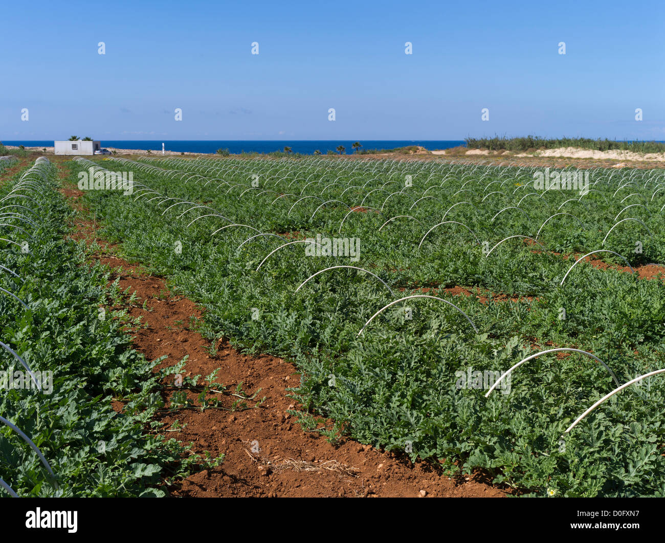 dh Cypriot fields FARMING SOUTH CYPRUS In Rows of farmed vegetables ...