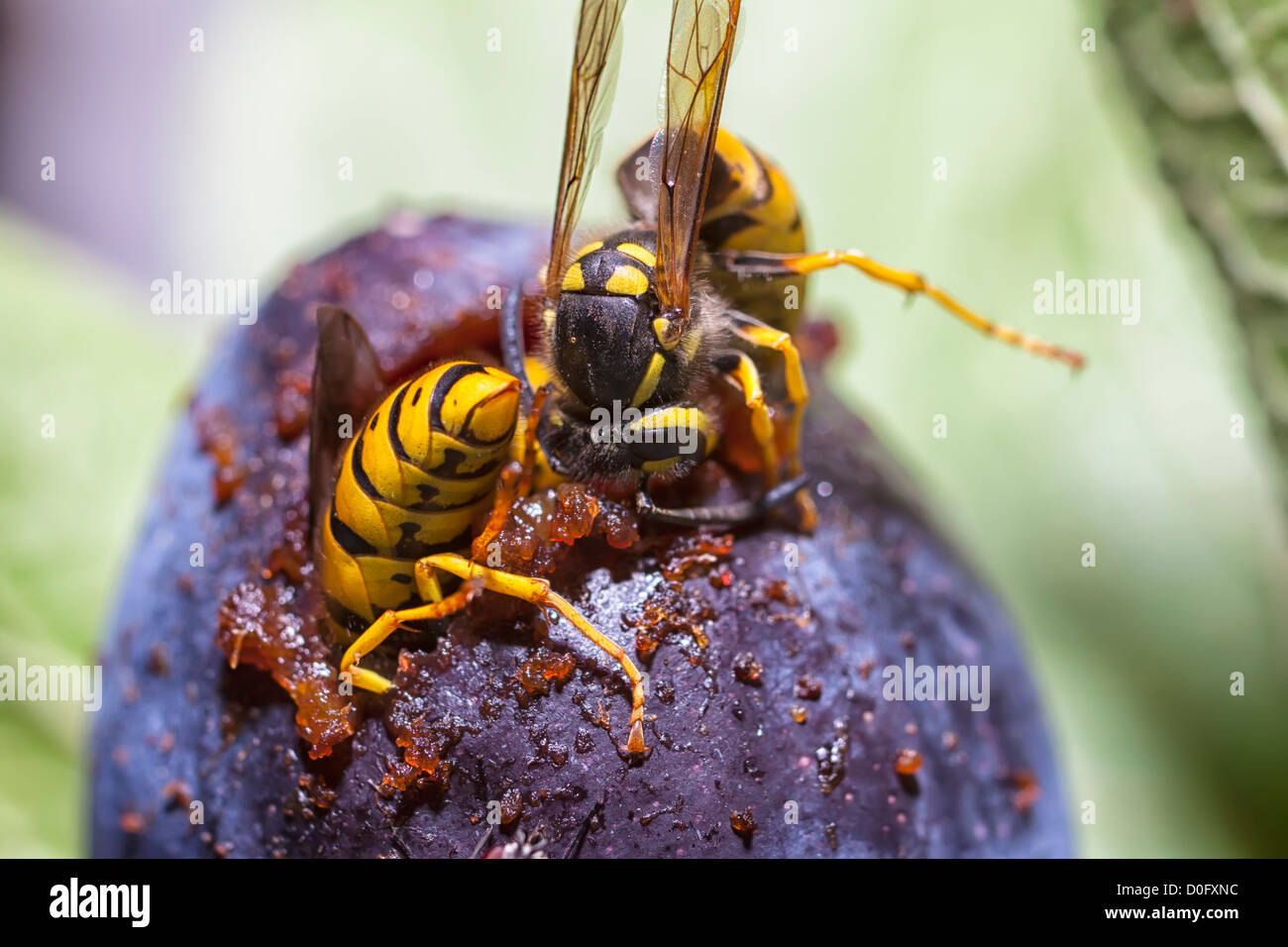 Wasps eating a plum Stock Photo - Alamy