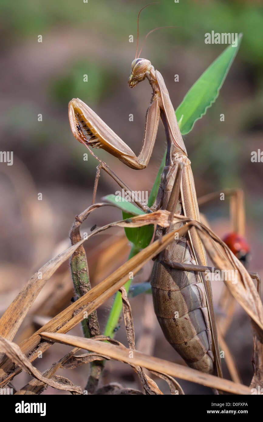Camouflaged praying mantis Stock Photo - Alamy