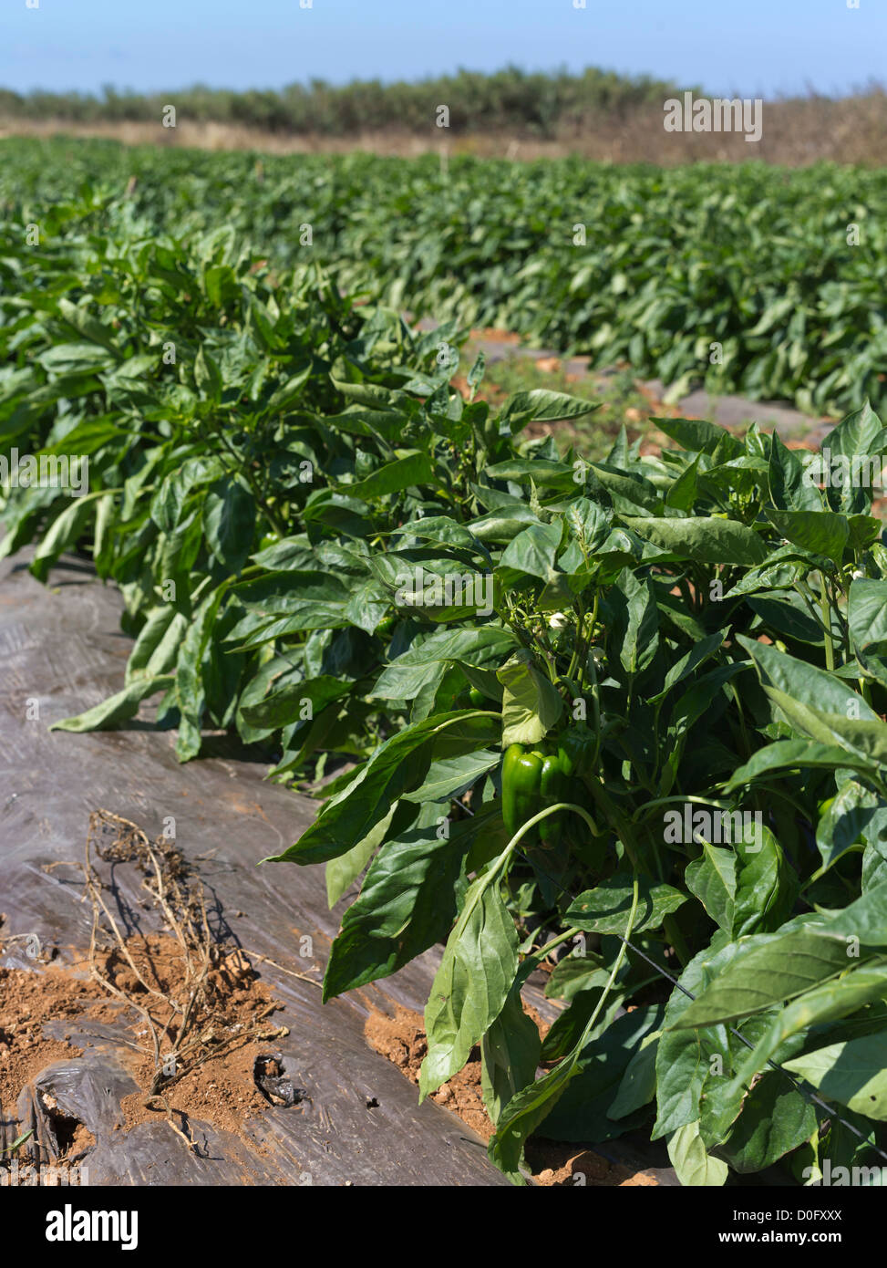 dh Cypriot fields FARMING SOUTH CYPRUS Farmed Bell pepper vegetables in ...