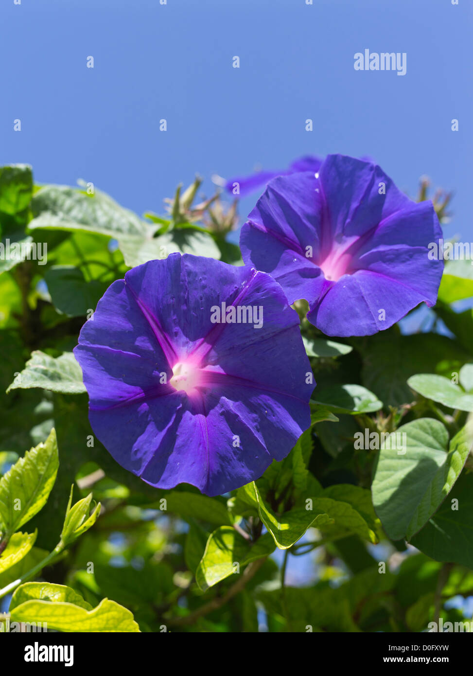 dh FLORA CYPRUS Blue petals flowering bush Stock Photo - Alamy