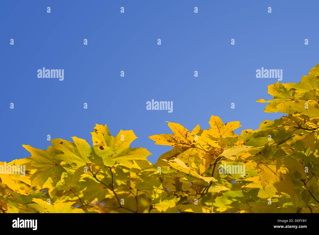Sky above autumn leaves below hi-res stock photography and images - Alamy