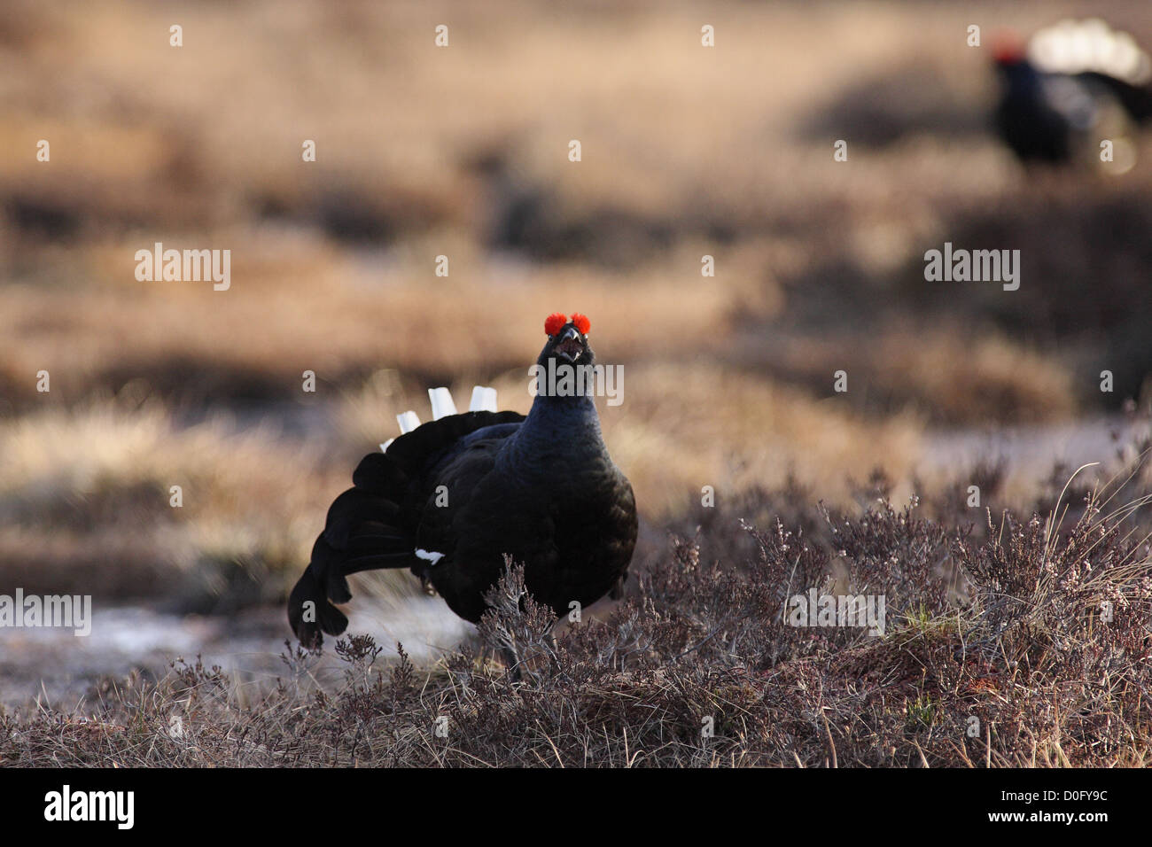 black grouse lekking on norwegian marsh Stock Photo - Alamy