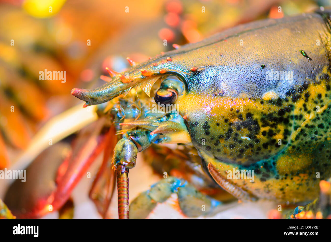 A close view of an colored lobster Stock Photo - Alamy