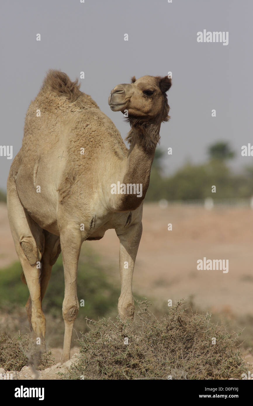 Camels in desert landscape Stock Photo - Alamy