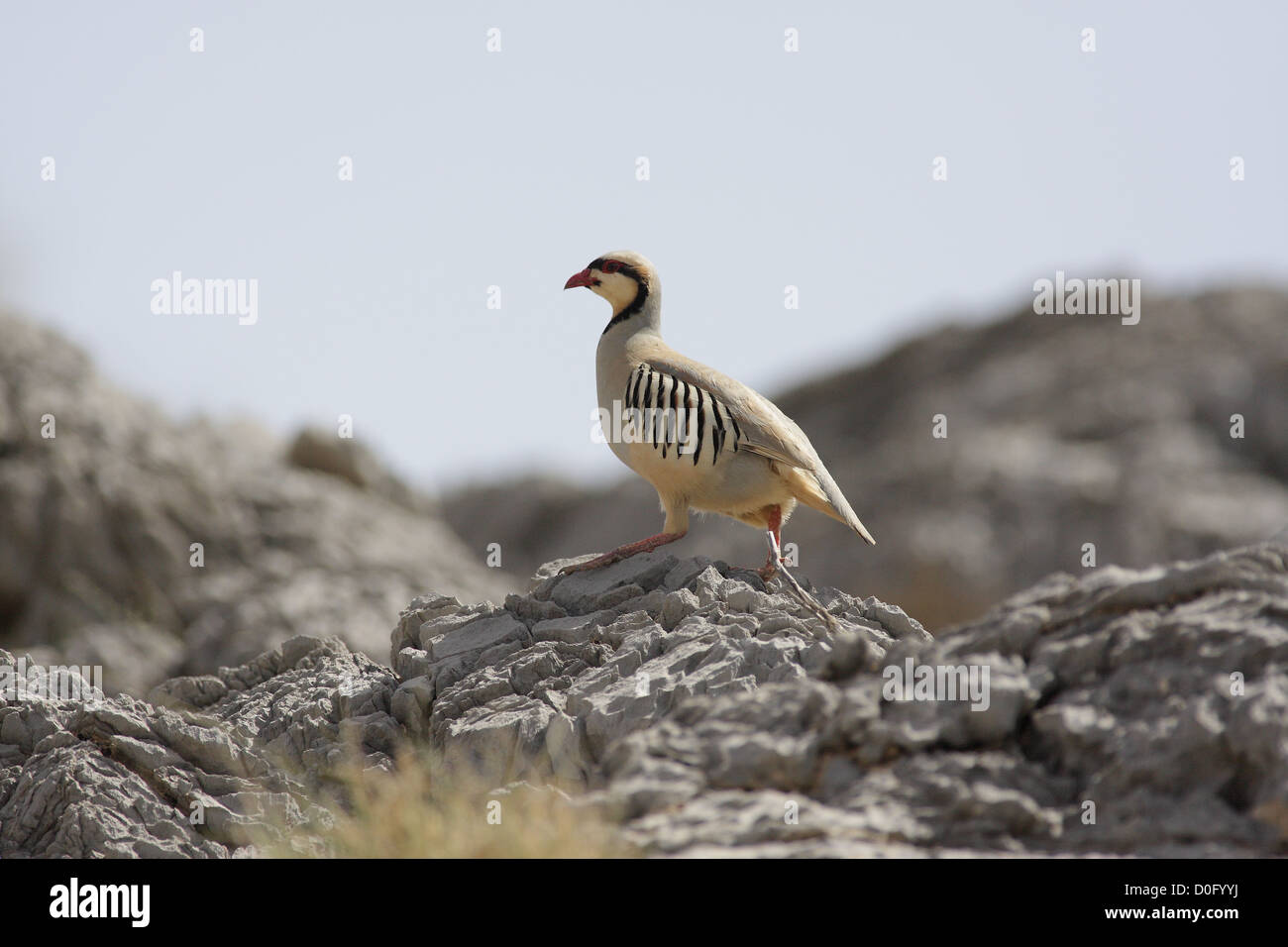 chukar in arabian mountain terrain Stock Photo - Alamy