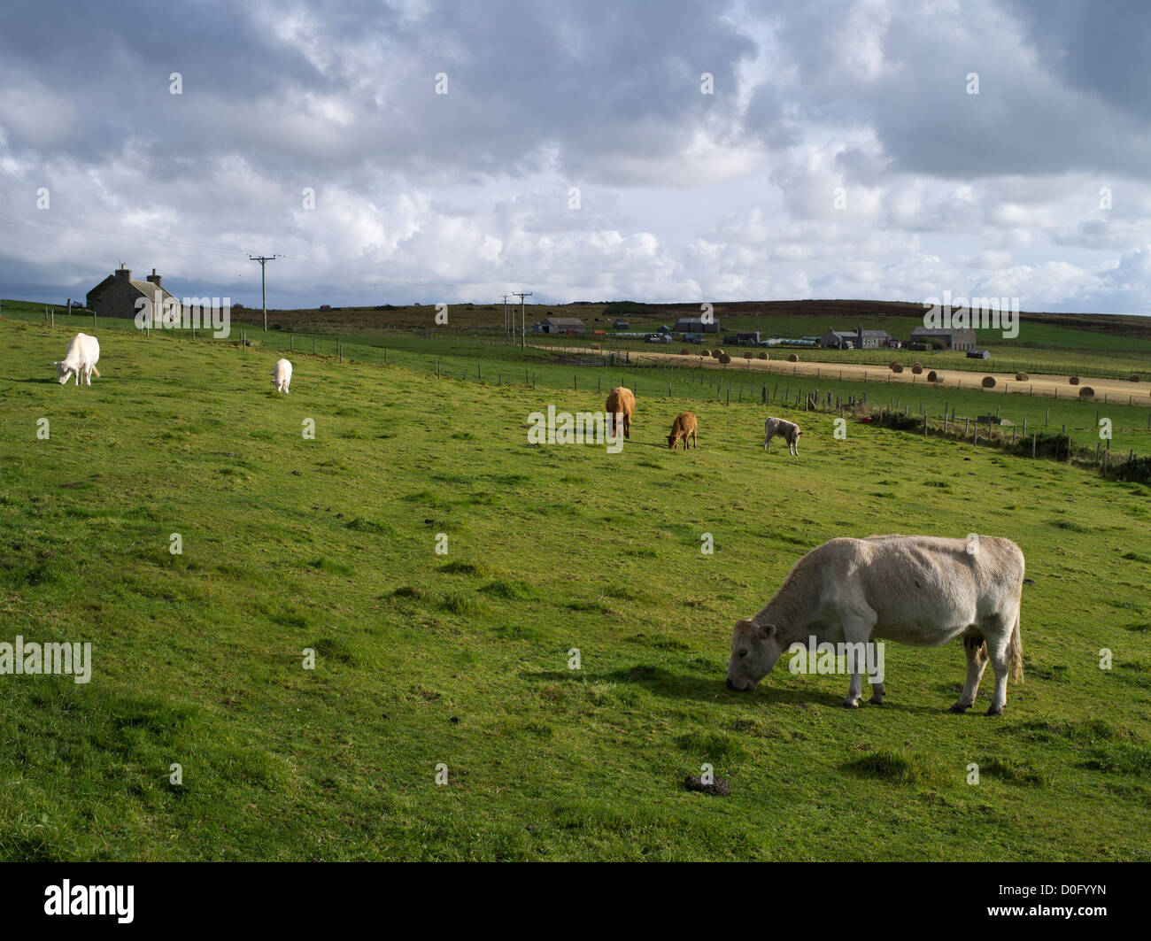Dh Land And Cattle at David Velasquez blog