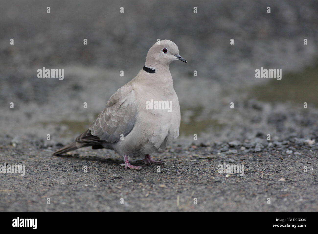 Portrait dove hi-res stock photography and images - Alamy
