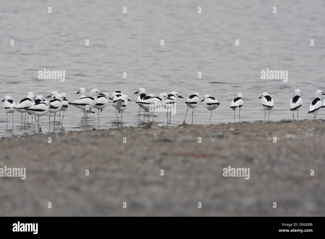 Crab plovers hi-res stock photography and images - Alamy