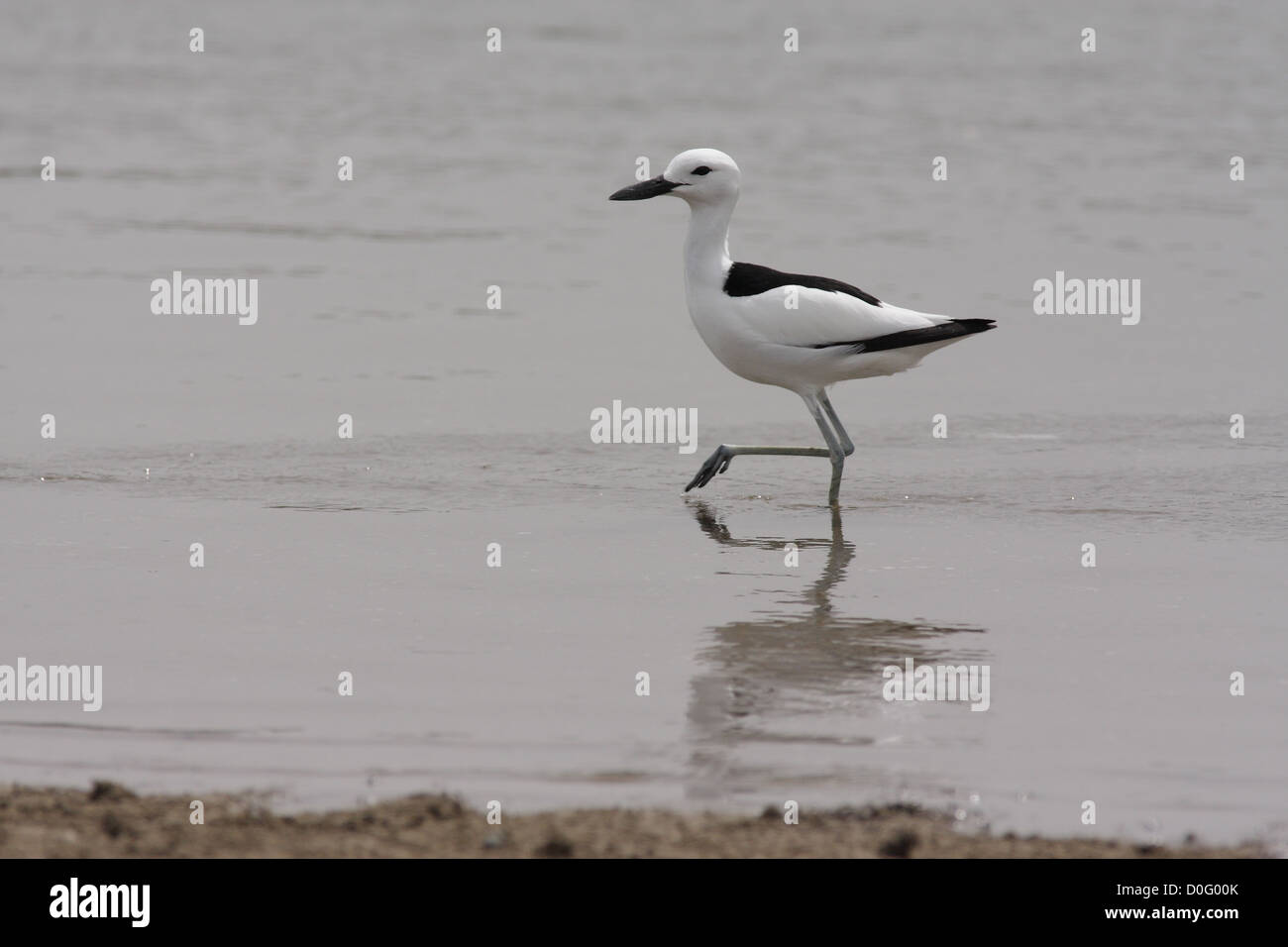 Crab plovers hi-res stock photography and images - Alamy