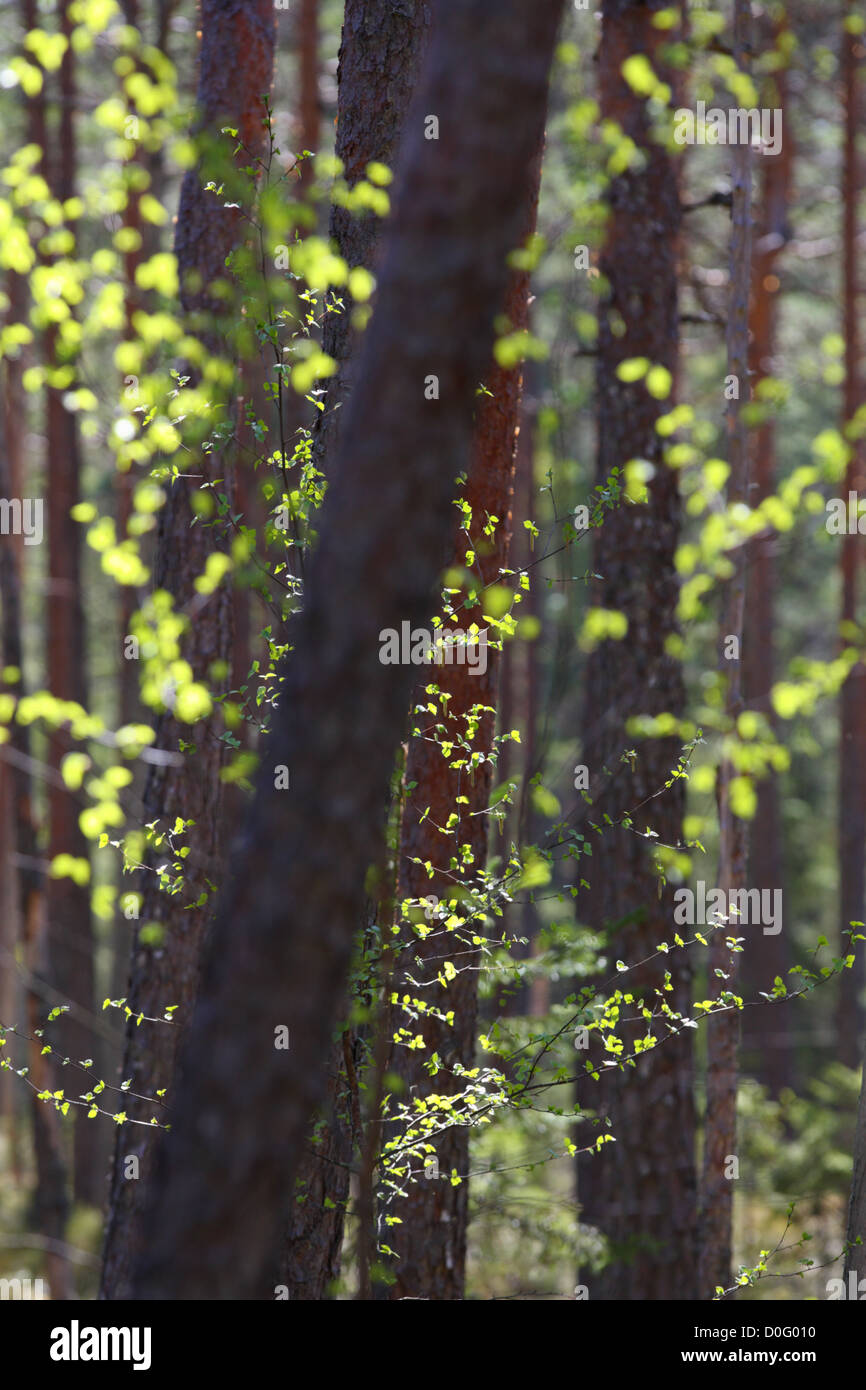 Spring in the forest with fresh green. Europe Stock Photo - Alamy