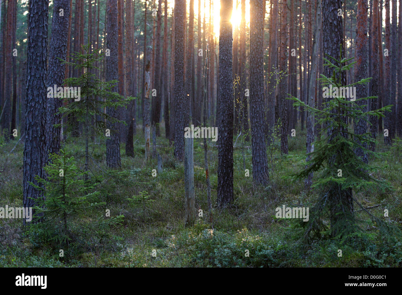 Old and young trees hi-res stock photography and images - Alamy