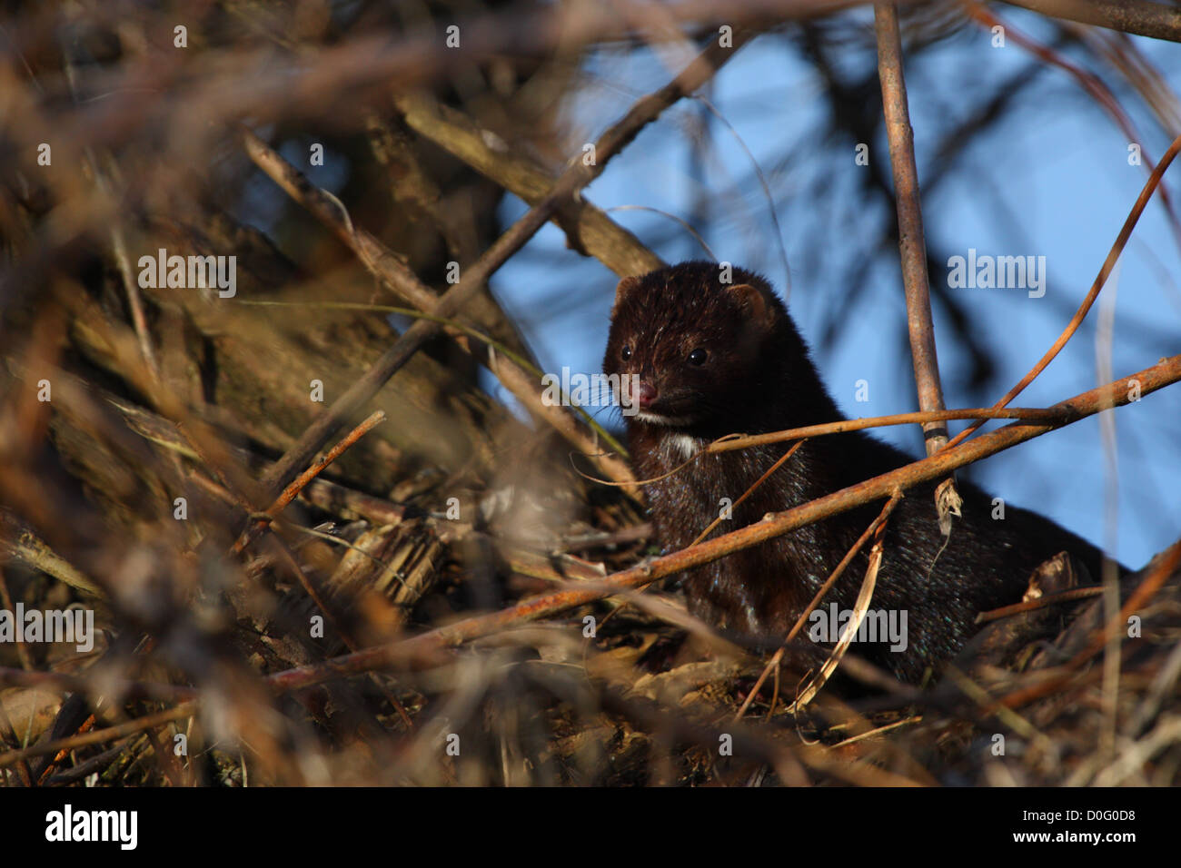 Mink uk hole hi-res stock photography and images - Alamy