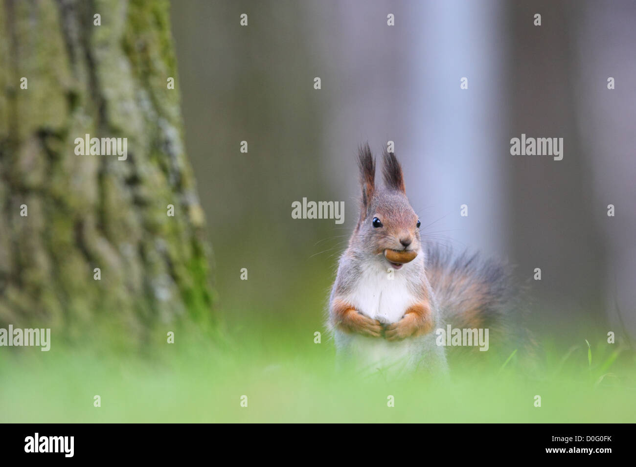 Wild Red squirrel (Sciurus vulgaris) with oak tree acorn Stock Photo ...