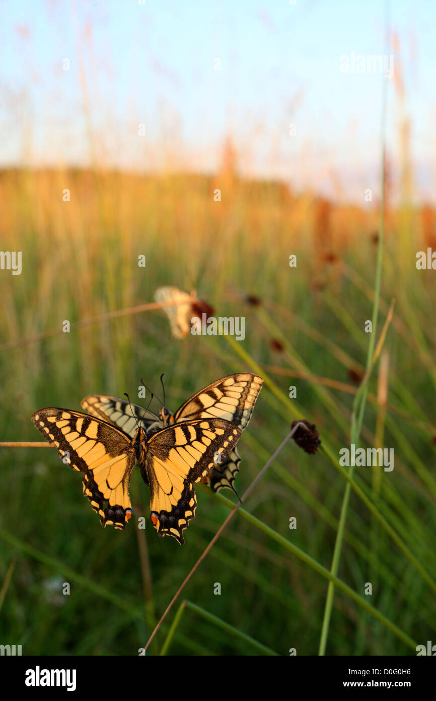 Swallowtail butterflies (Papilio machaon). Europe Stock Photo - Alamy