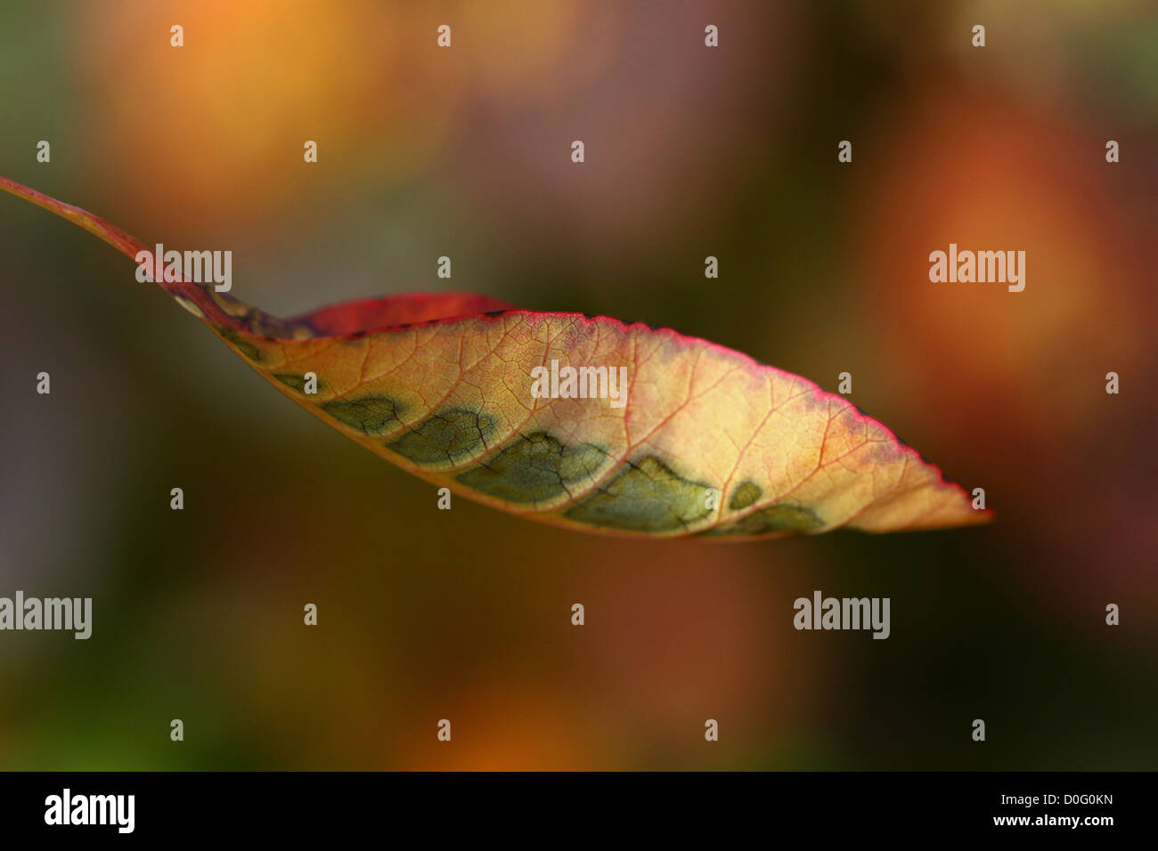 Falling autumn leaf Stock Photo - Alamy