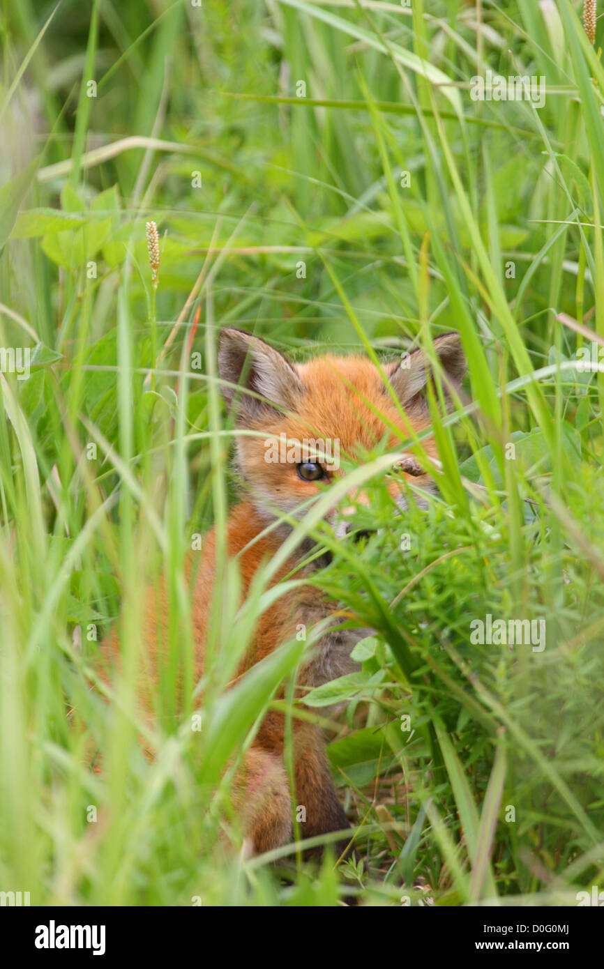 Young red fox (Vulpes vulpes) hidden in the grass. Europe Stock Photo - Alamy