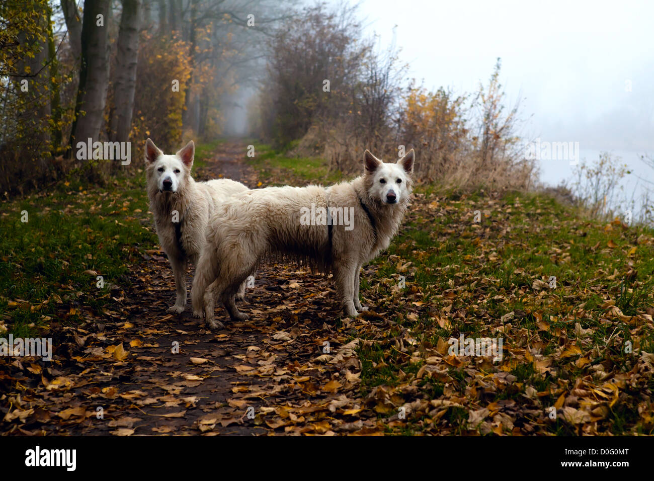 two big white dogs on forest path in fog during autumn Stock Photo - Alamy