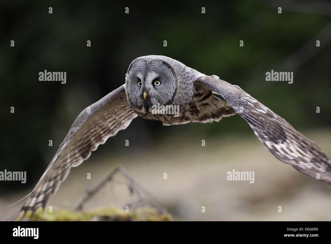 Great grey owl hunting in old forest Stock Photo - Alamy