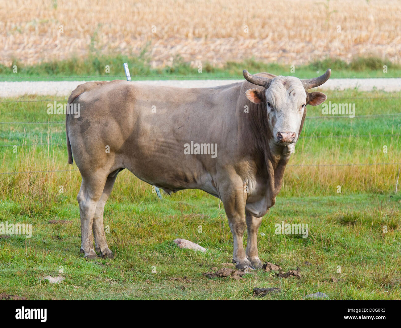 Large Mean Angry Bull in a pasture Stock Photo - Alamy