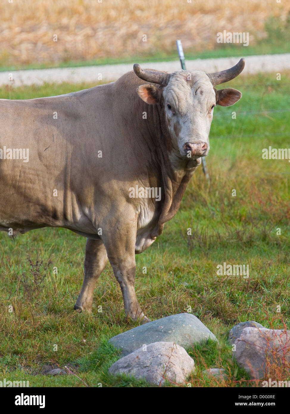 Mean Bull High Resolution Stock Photography and Images - Alamy